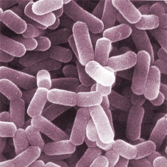 Lactobacillus Casei Probiotic - Lactobacillus Casei Shirota